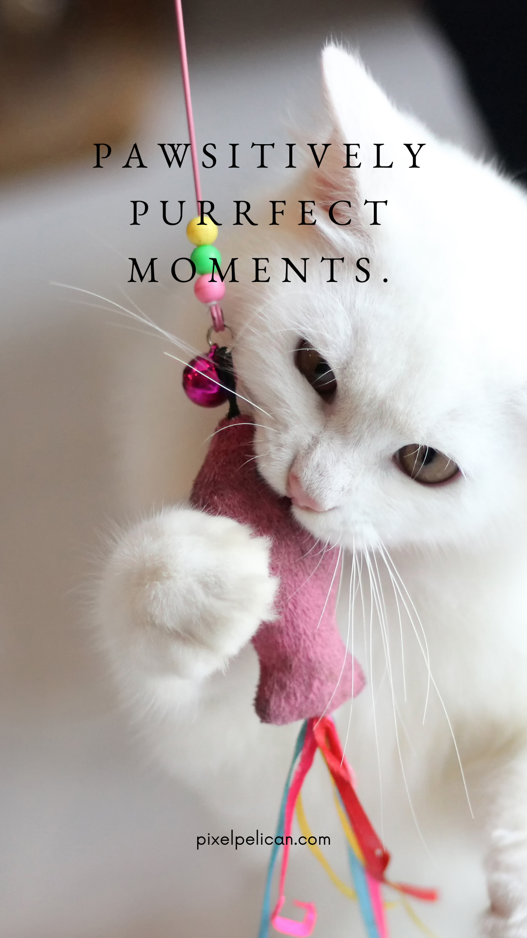 175+ Cat Captions for Instagram and Tiktok - Pixel Pelican