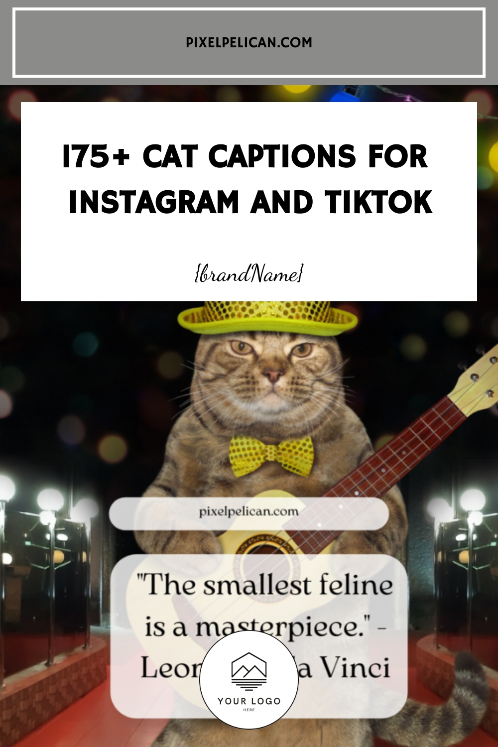 175+ Cat Captions for Instagram and Tiktok - Pixel Pelican