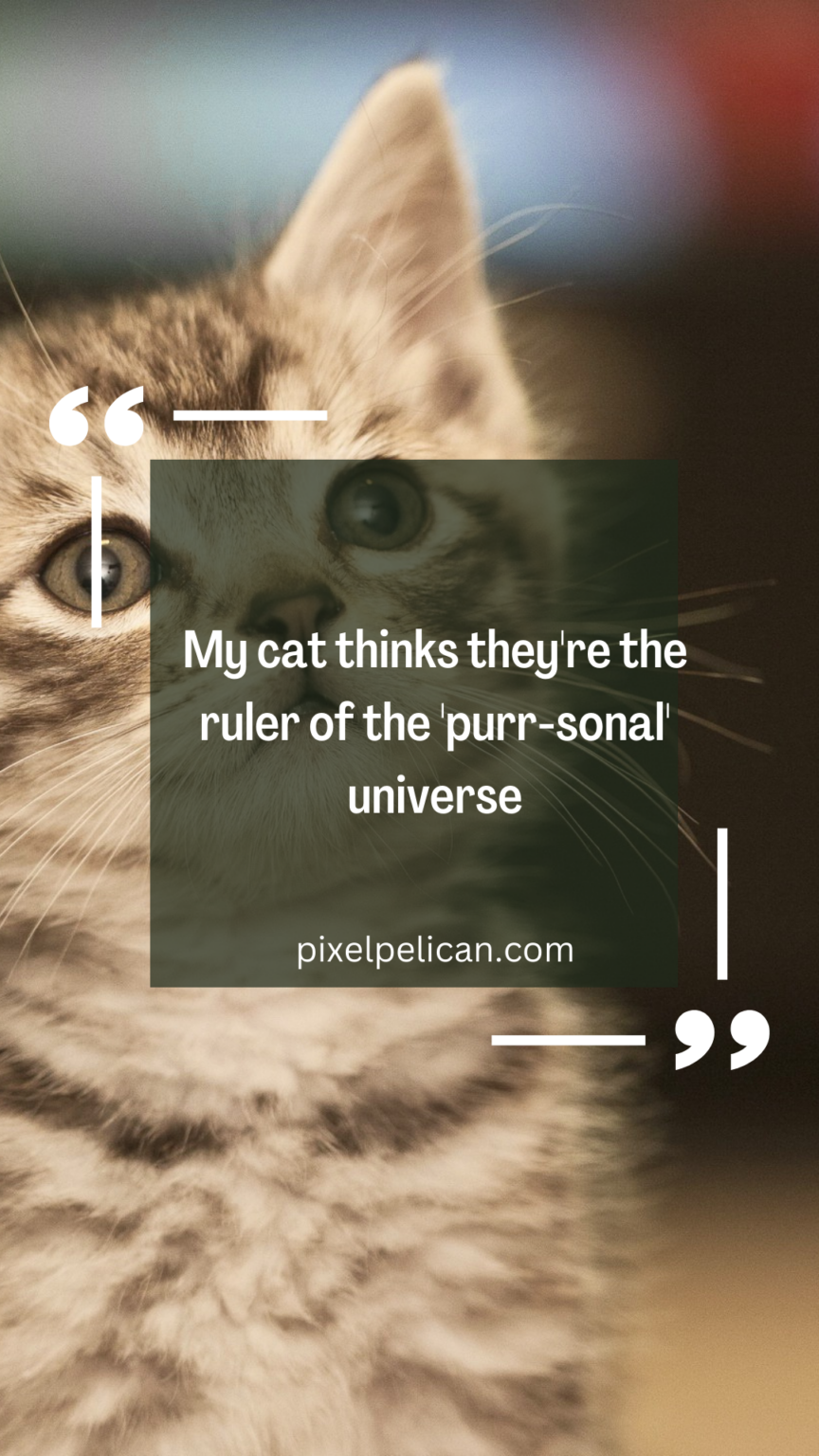 175+ Cat Captions for Instagram and Tiktok - Pixel Pelican